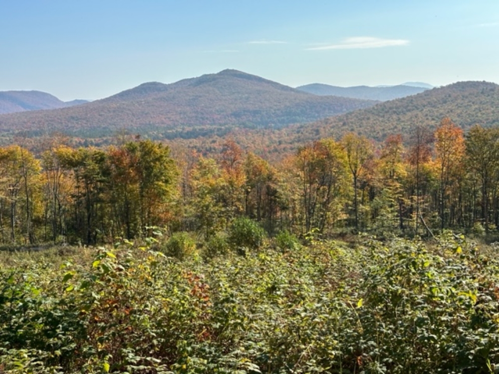 80 Adirondack Acres Bordering State Land